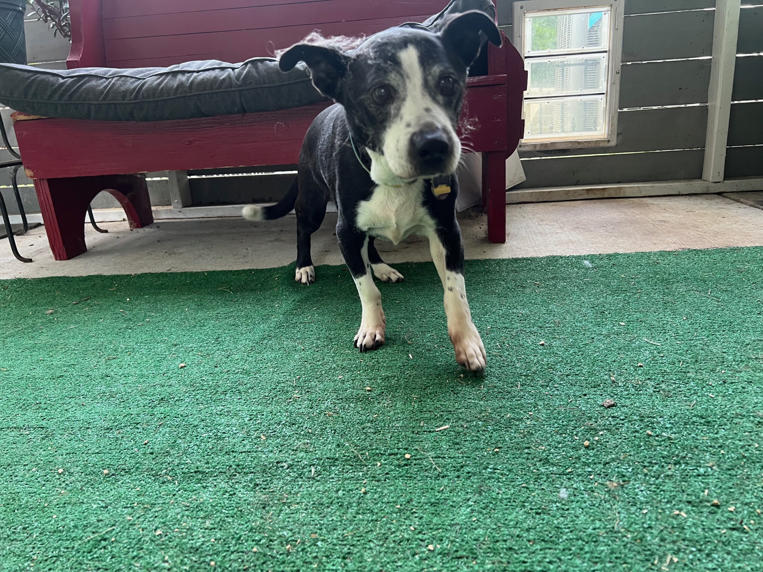 Home: Where Your Dog Enjoys Better Care When You’re Away