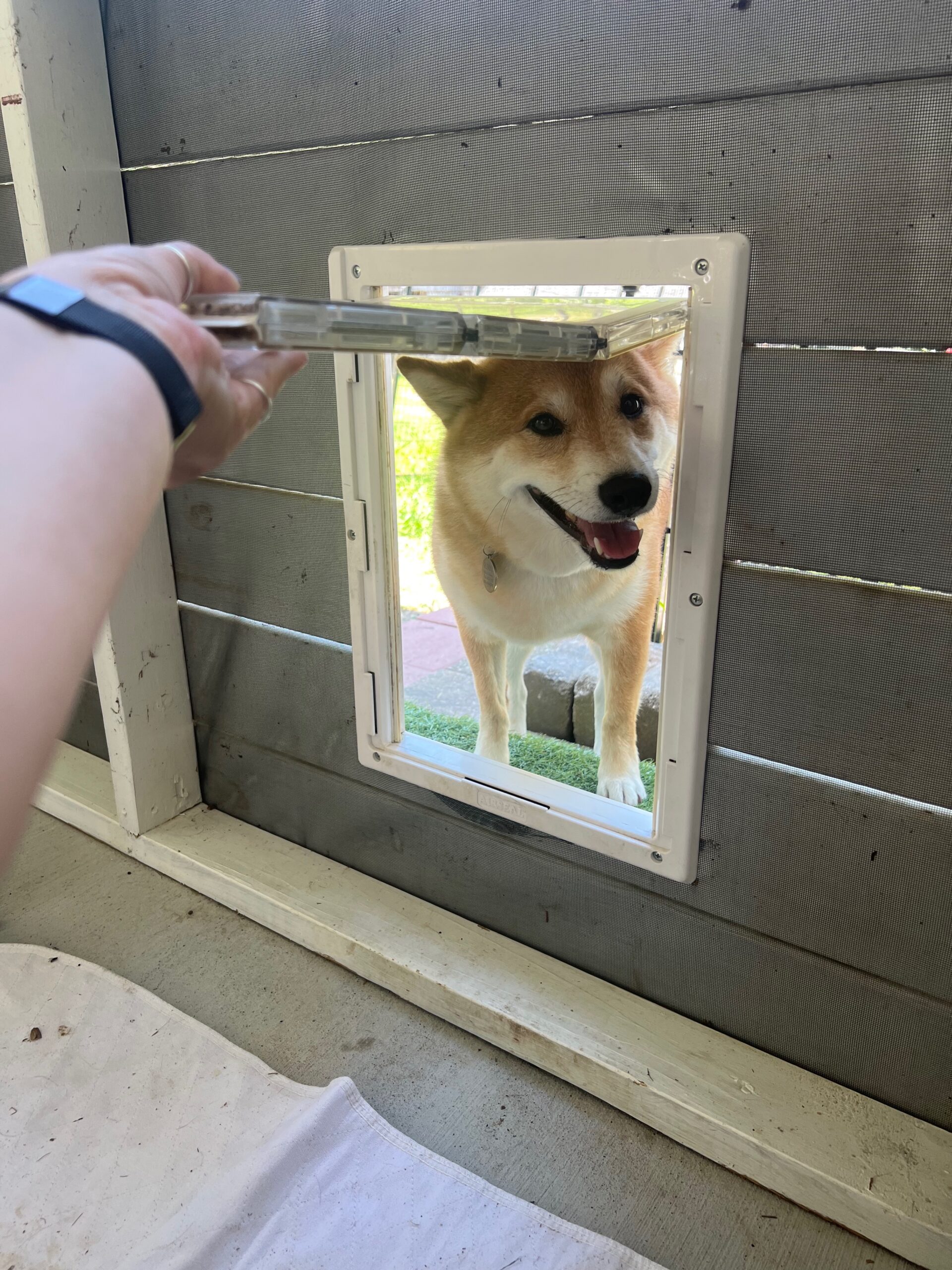 Home: Where Your Dog Enjoys Better Care When You’re Away